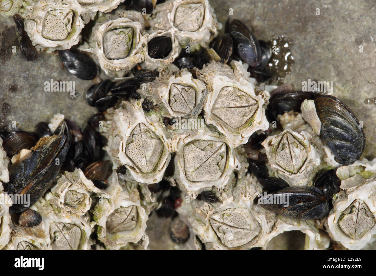 Balanus balanoides hi-res stock photography and images - Alamy