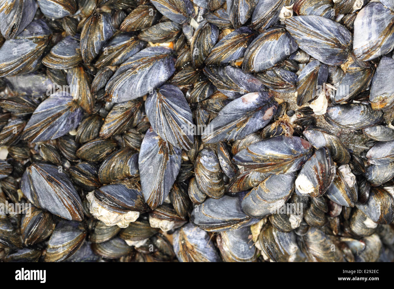 Common Mussel (Mytilus edulis) group, on rocky shore at low tide, Gower ...