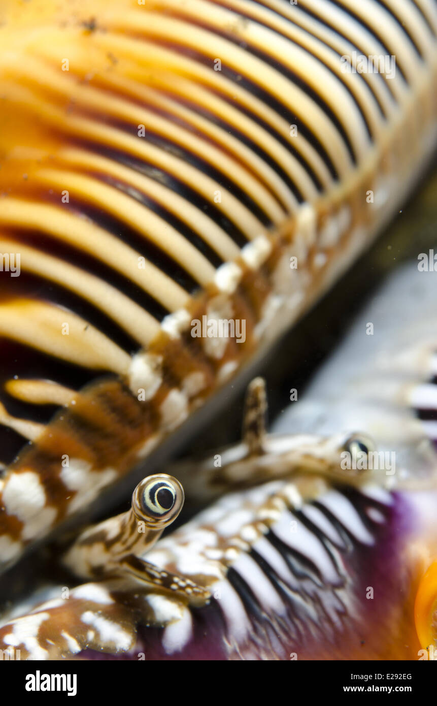 Scorpion Spider Conch (Lambis scorpius) adult, close-up of eyes, Lembeh ...