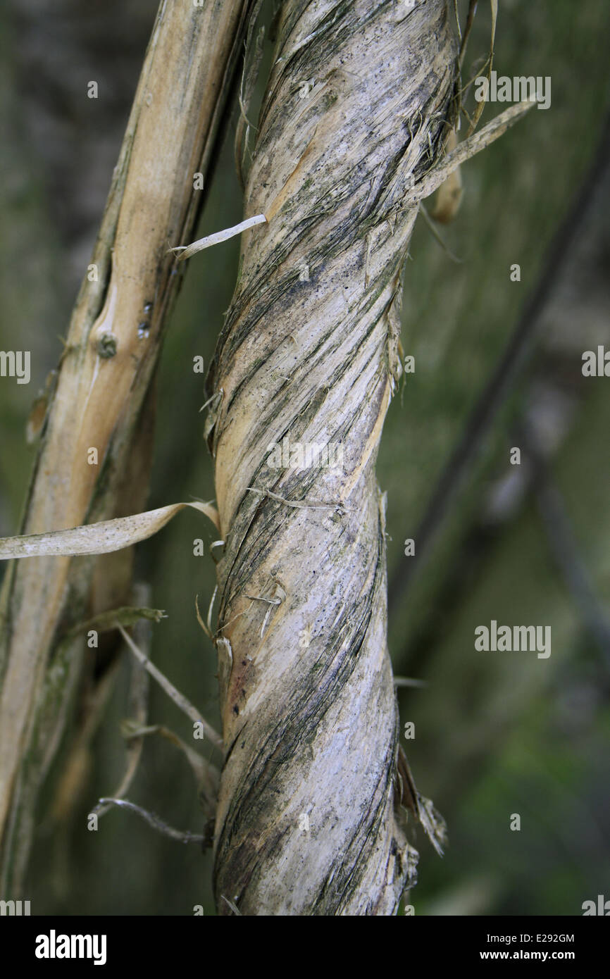 Wild Honeysuckle (Lonicera periclymenum) close-up of twining stem ...