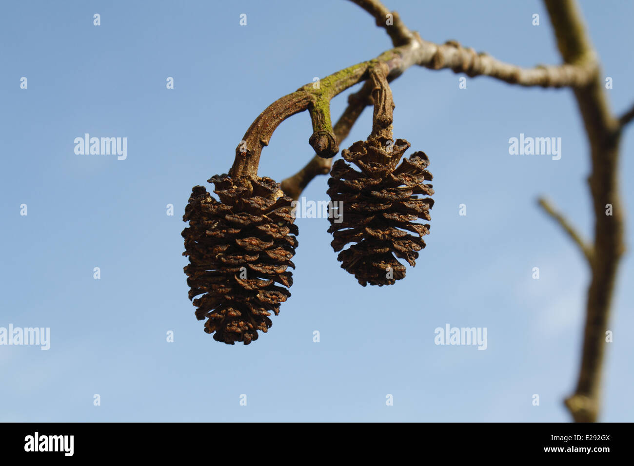 Common Alder (Alnus glutinosa) close-up of fruit, Thornham Magna ...