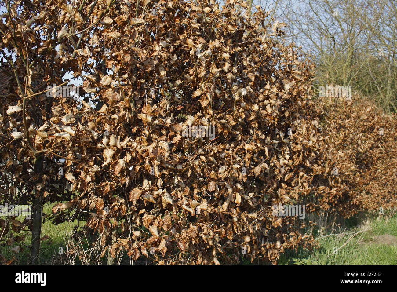 Beech hedging winter hi-res stock photography and images - Alamy
