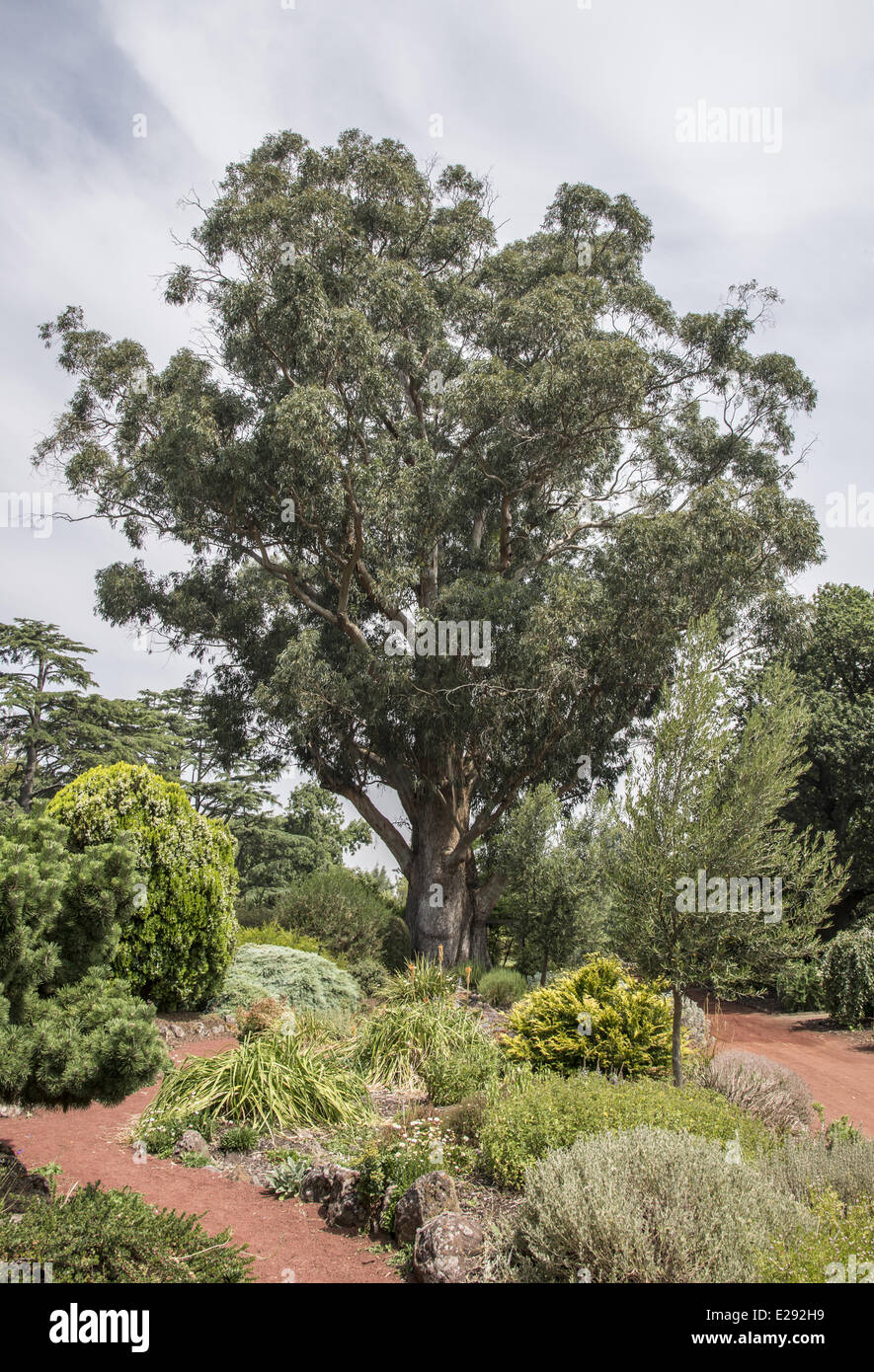 Tasmanian Blue Gum (Eucalyptus globulus) habit, listed on 'Register of ...