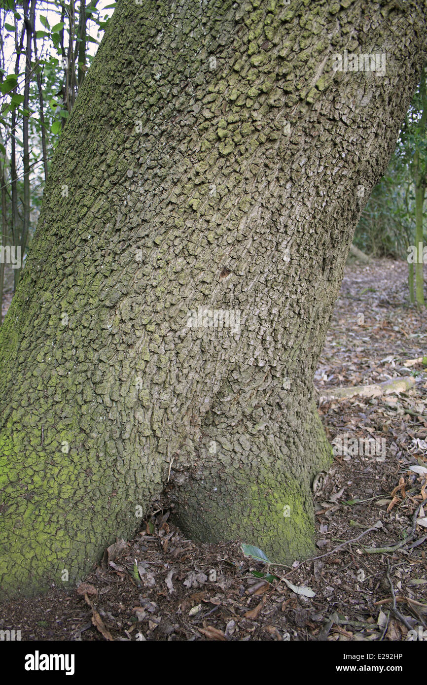 Holm Oak (Quercus ilex) introduced species, close-up of trunk, growing ...