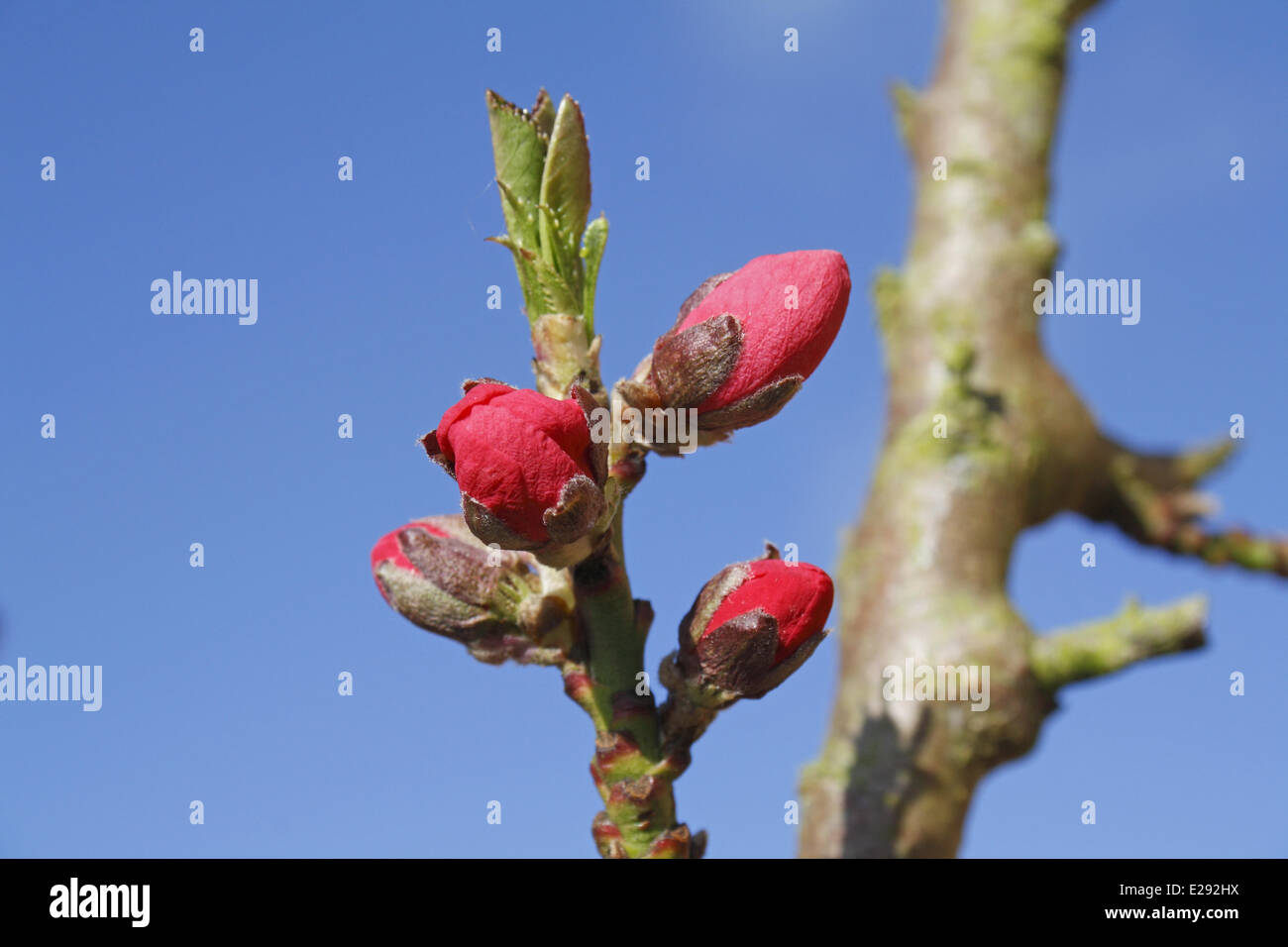 Prunus persica nectarine hi-res stock photography and images - Alamy