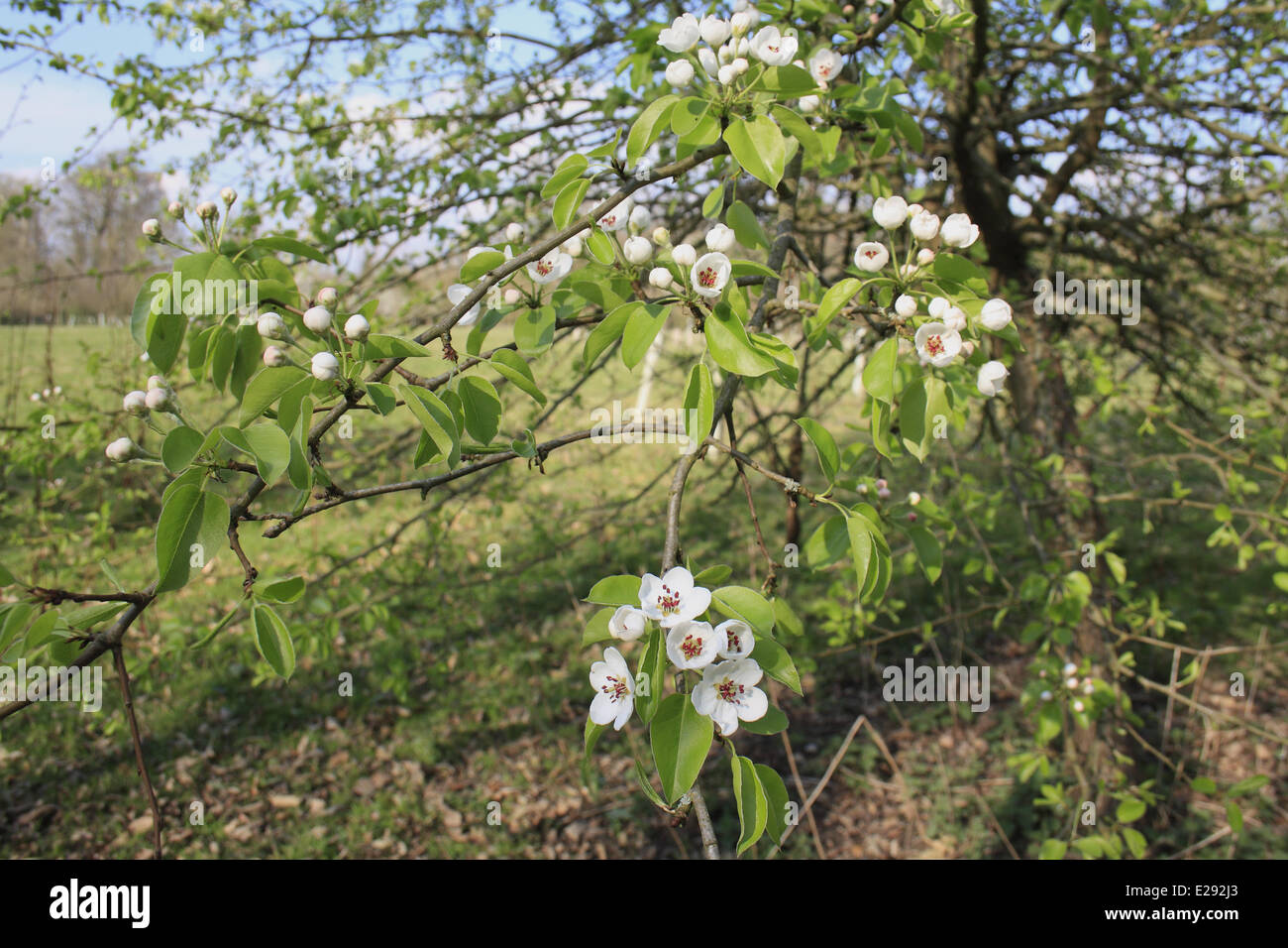 Wild Pear (Pyrus pyraster) flowering, growing in woodland, Vicarage ...