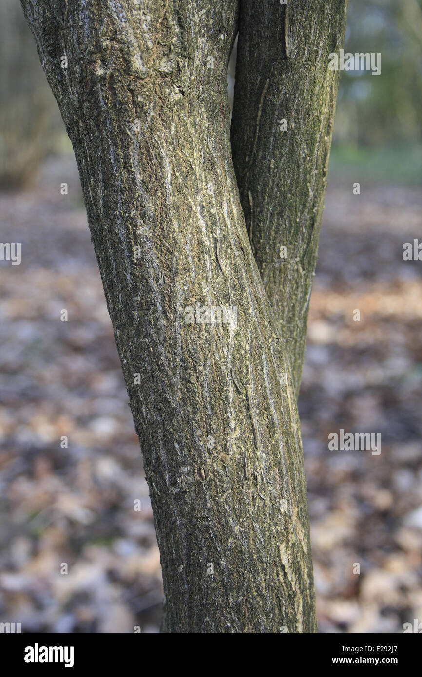 Spindle euonymus europaeus bark hi-res stock photography and images - Alamy