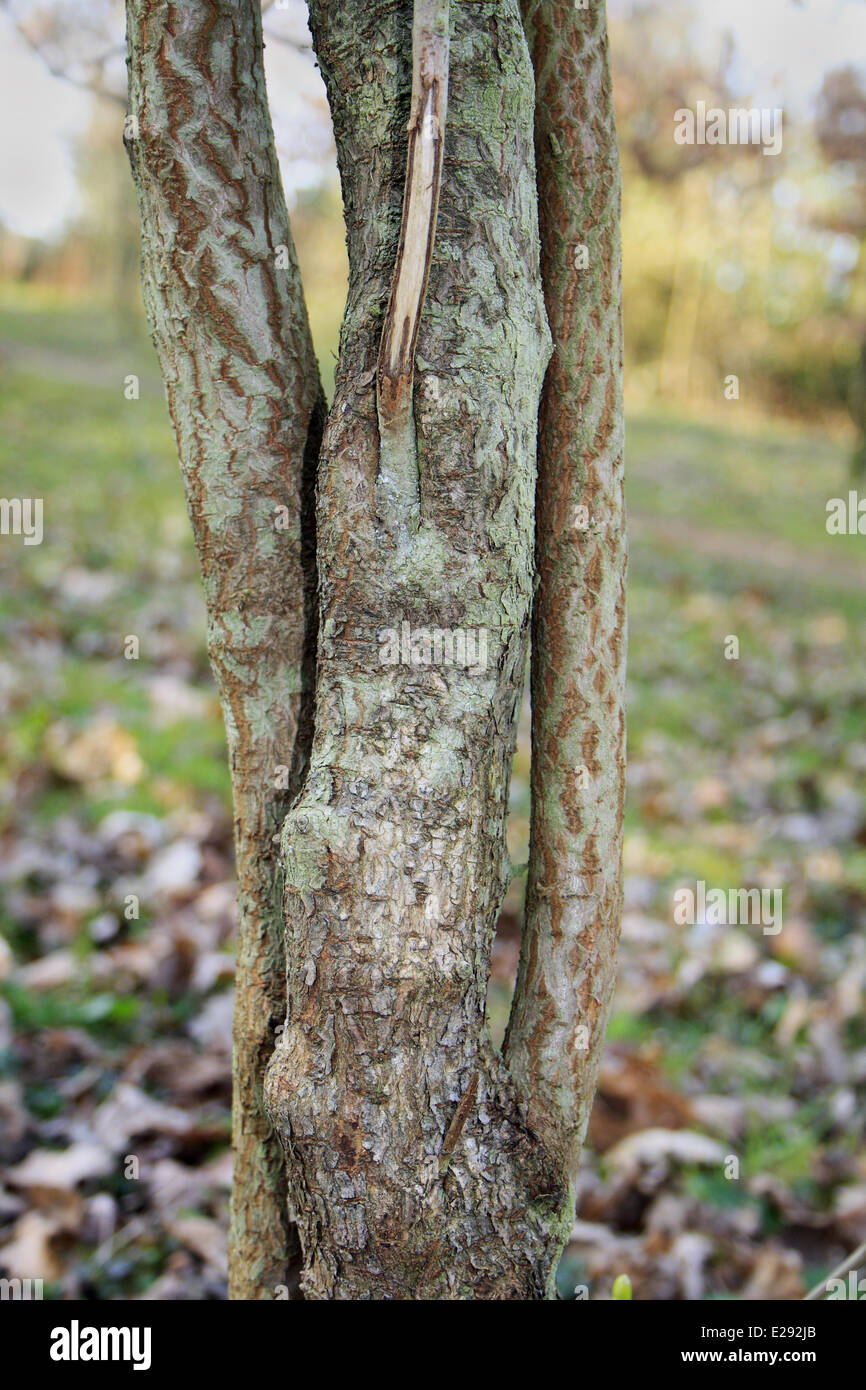 Wayfaring Tree (Viburnum lantana) close-up of trunk, growing in ...
