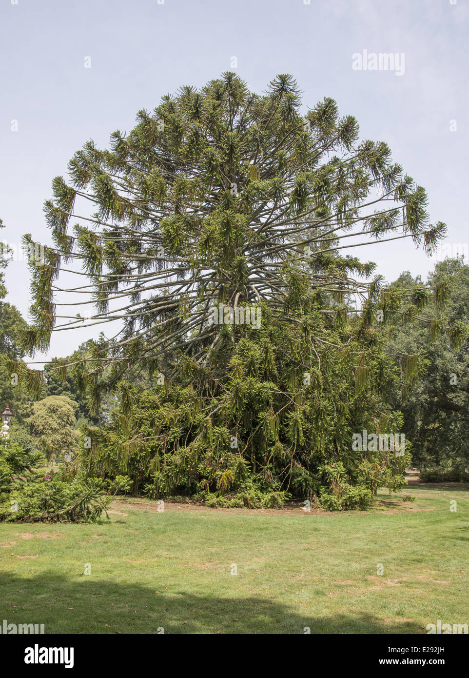 Bunya Pine High Resolution Stock Photography and Images - Alamy