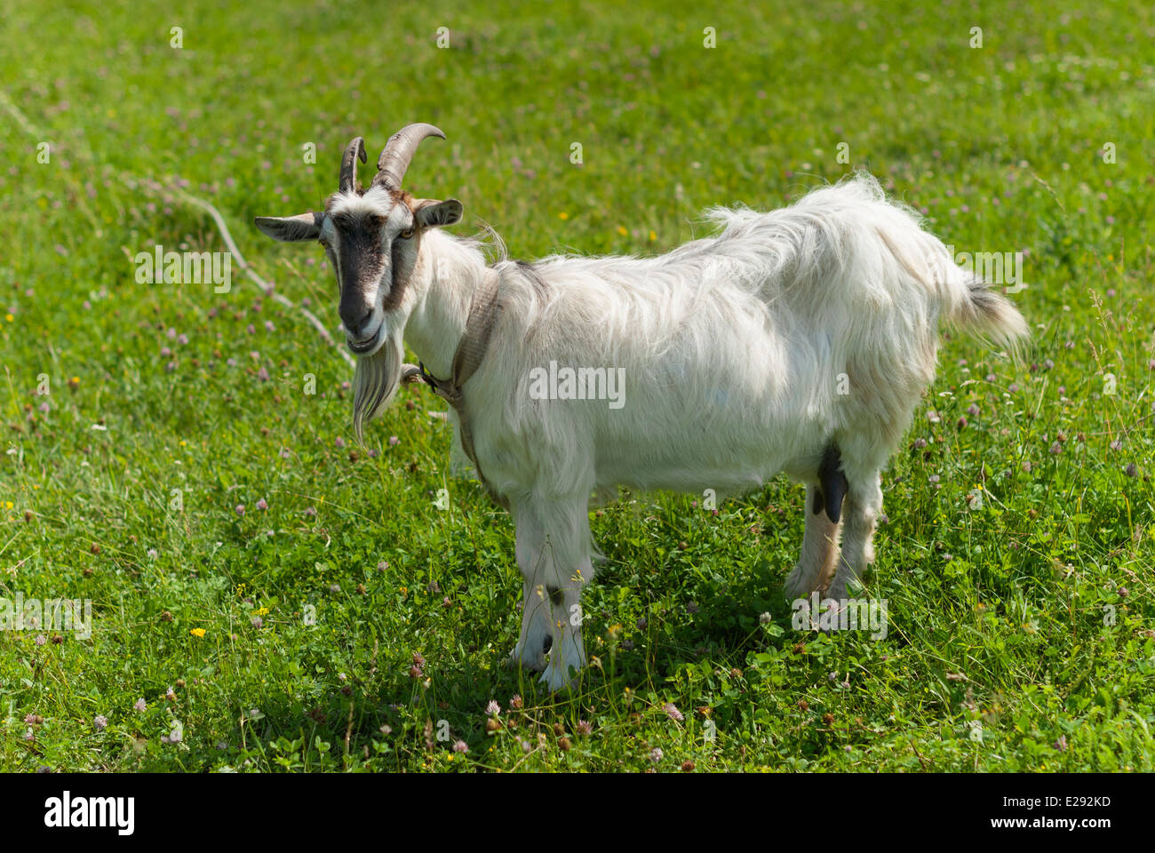 Goat on pasture Stock Photo - Alamy