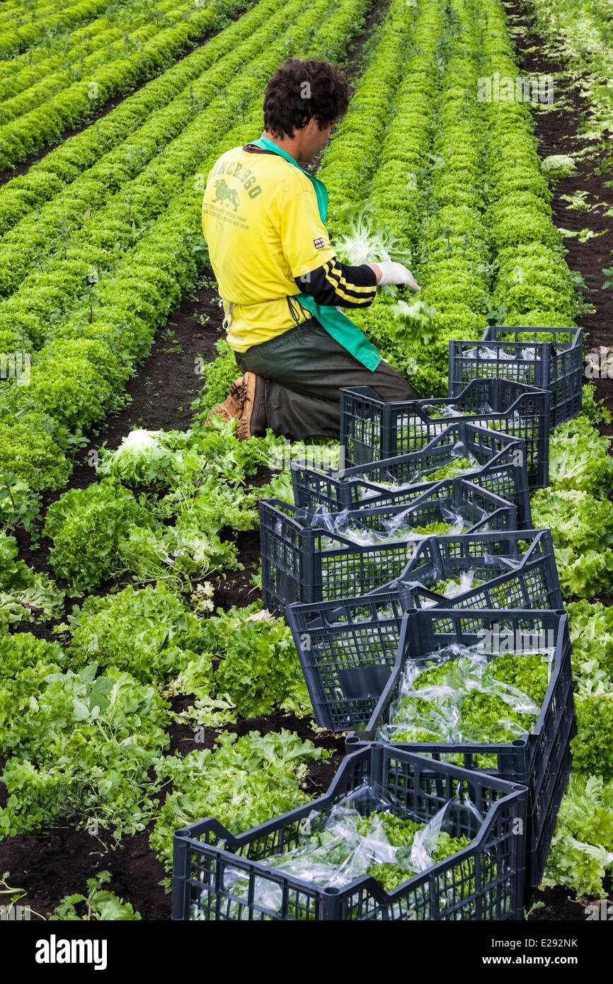 Agricultural labourer england history hi-res stock photography and ...
