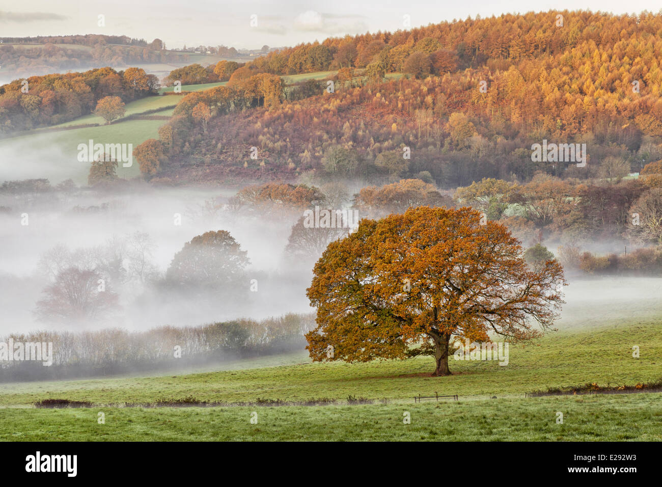 Mist shrouded tree in field at sunrise hi-res stock photography and ...