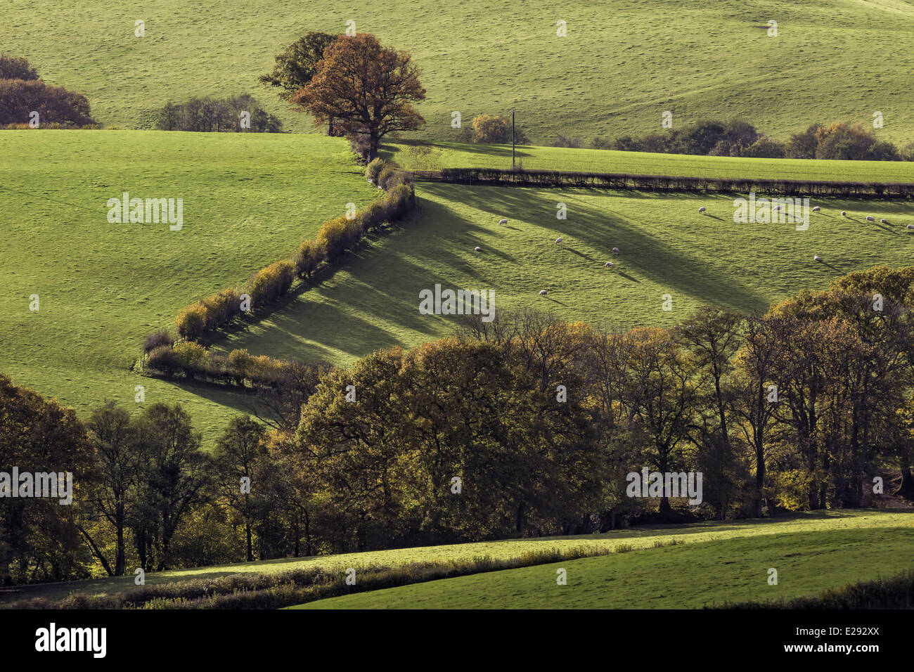 The cobblers hi-res stock photography and images - Alamy