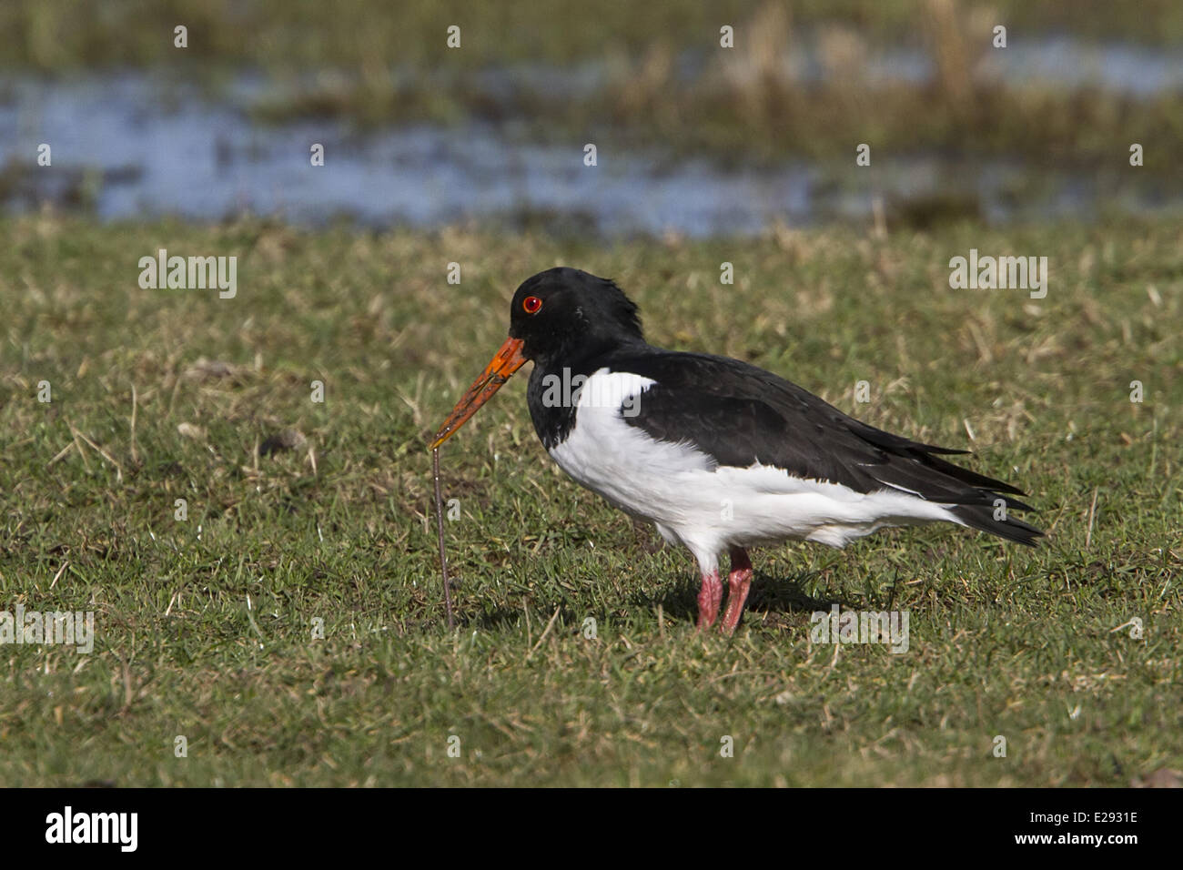 Bird pulling worm ground hi-res stock photography and images - Alamy
