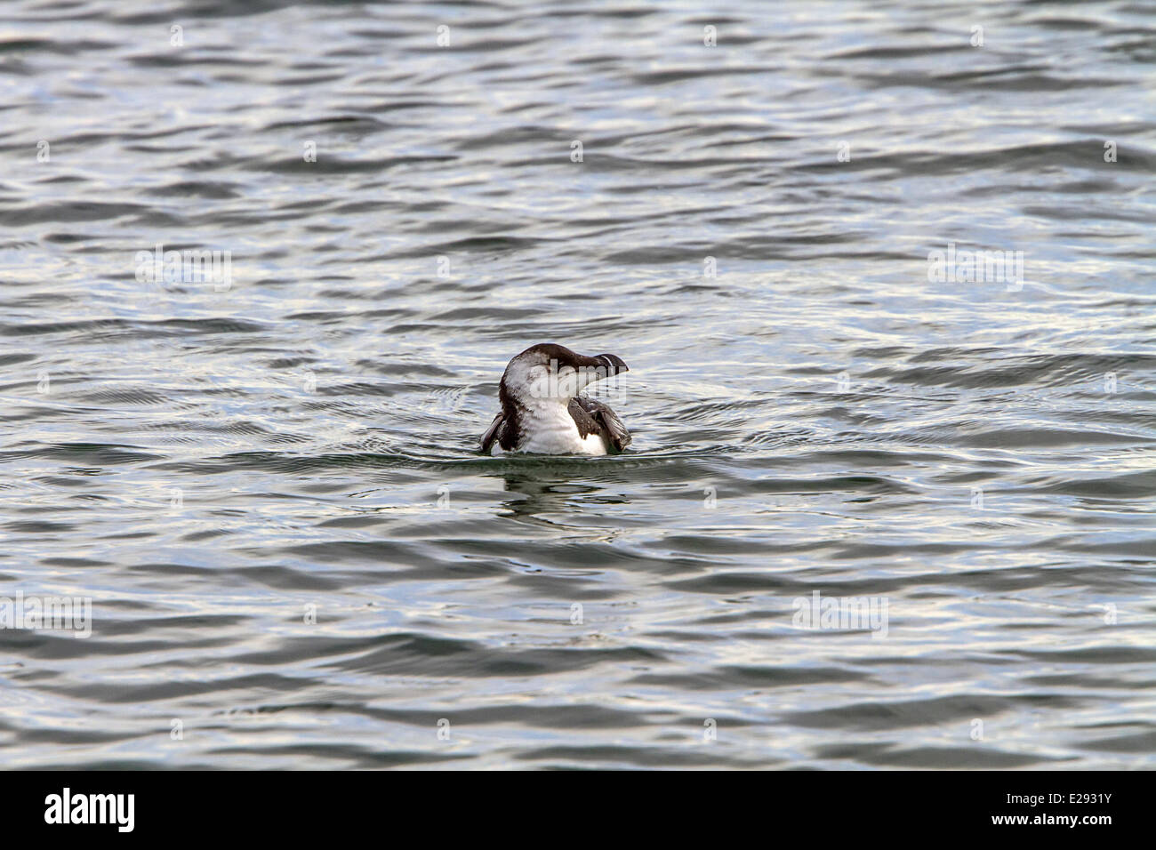 Swimming razorbill hi-res stock photography and images - Alamy