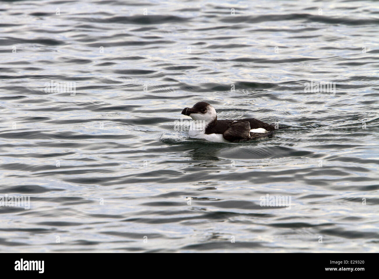 Swimming razorbill hi-res stock photography and images - Alamy