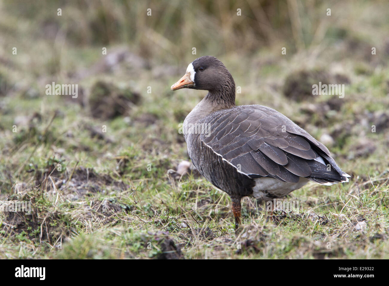 Greater or Greenland White fronted Goose with a light covering of rain ...
