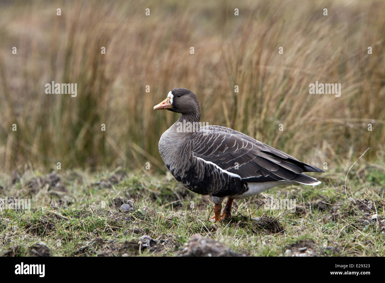 Greater or Greenland White fronted Goose on Islay Stock Photo - Alamy