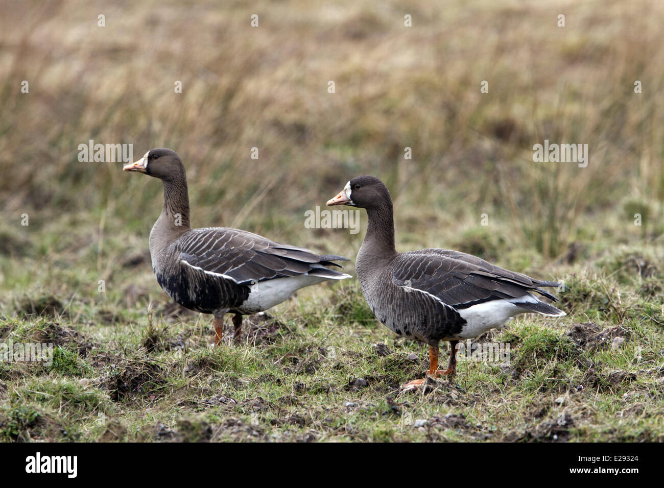 Greater or Greenland White fronted Geese on Islay Stock Photo - Alamy