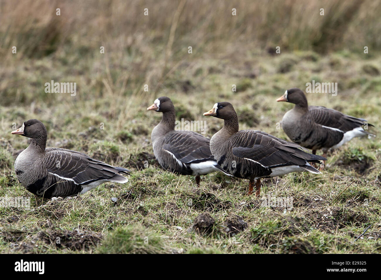 Greater or Greenland White fronted Geese on Islay Stock Photo - Alamy