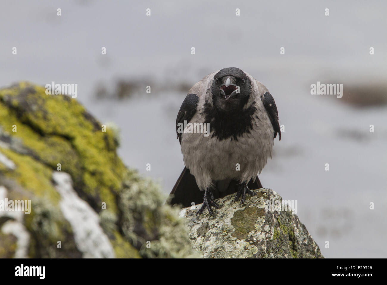 Hooded Crow calling Stock Photo - Alamy