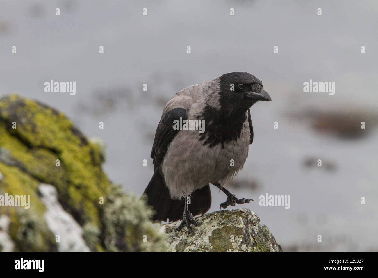 Scottish crow hi-res stock photography and images - Alamy