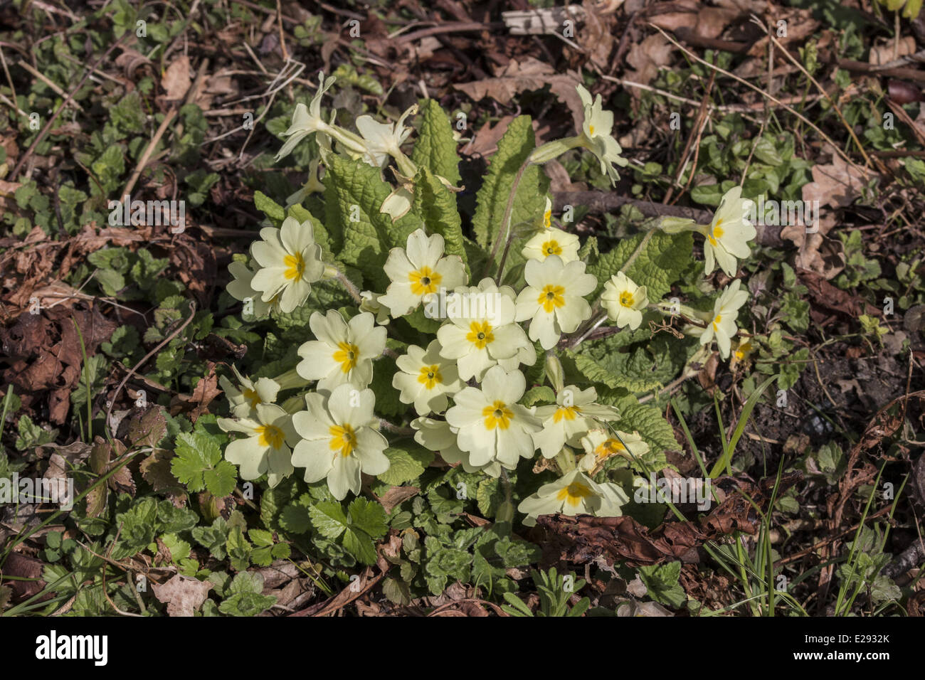 Primrose a common early spring woodland flower Stock Photo - Alamy