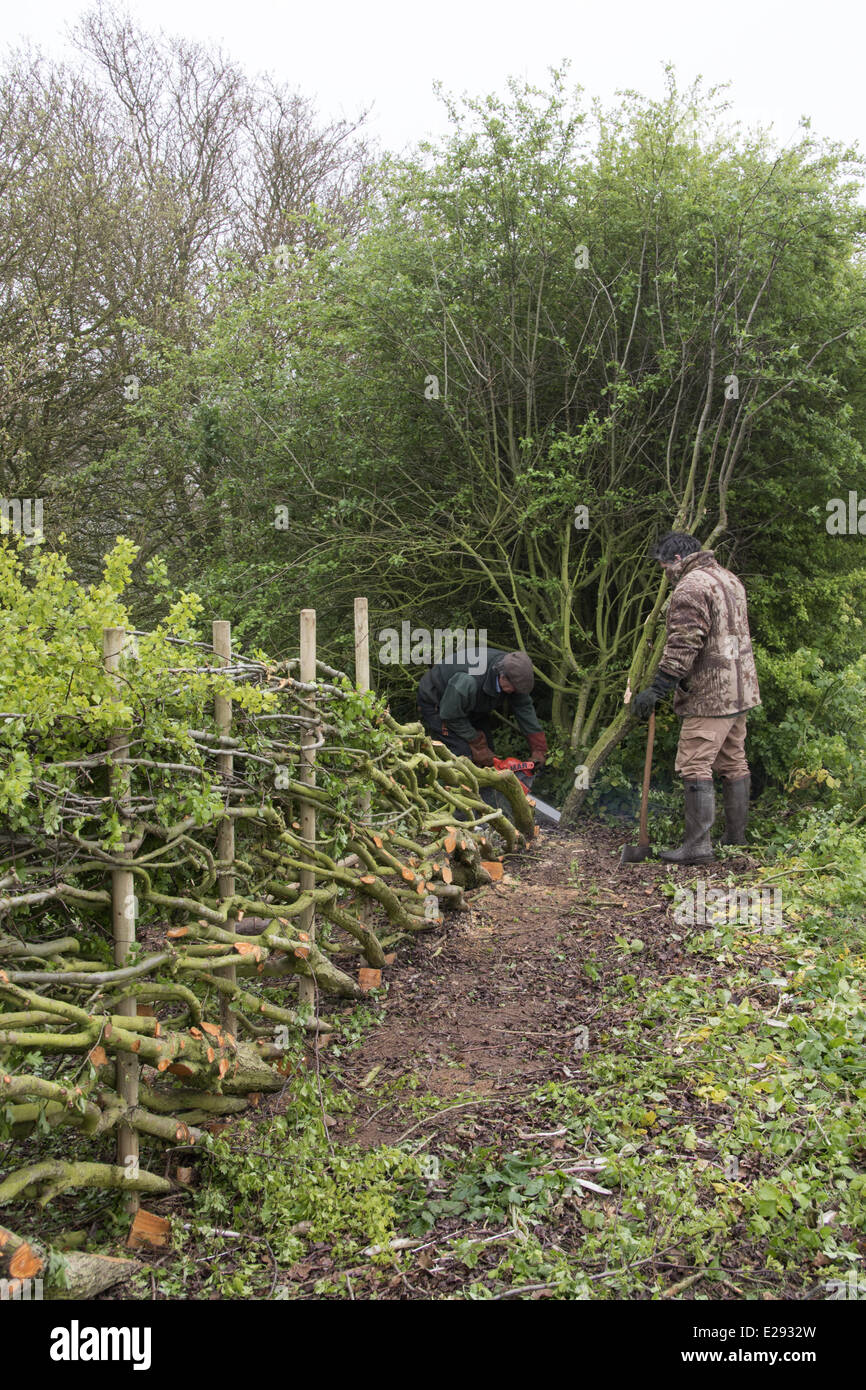 Traditional hedge laying in the Derbyshire style with stakes Stock ...