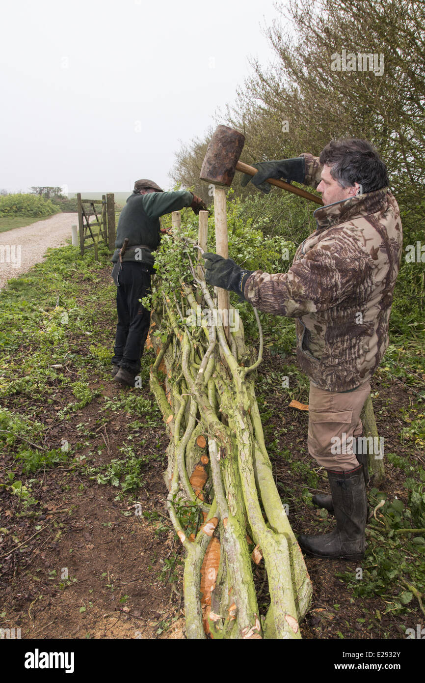 Laying a hedge in the traditional Derbyshire style using wooden stakes ...