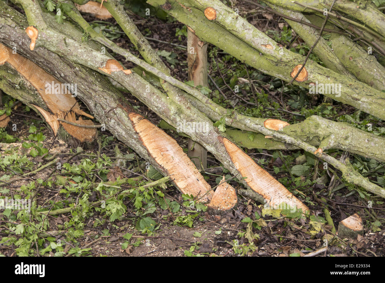 Newly laid hedge hi-res stock photography and images - Alamy