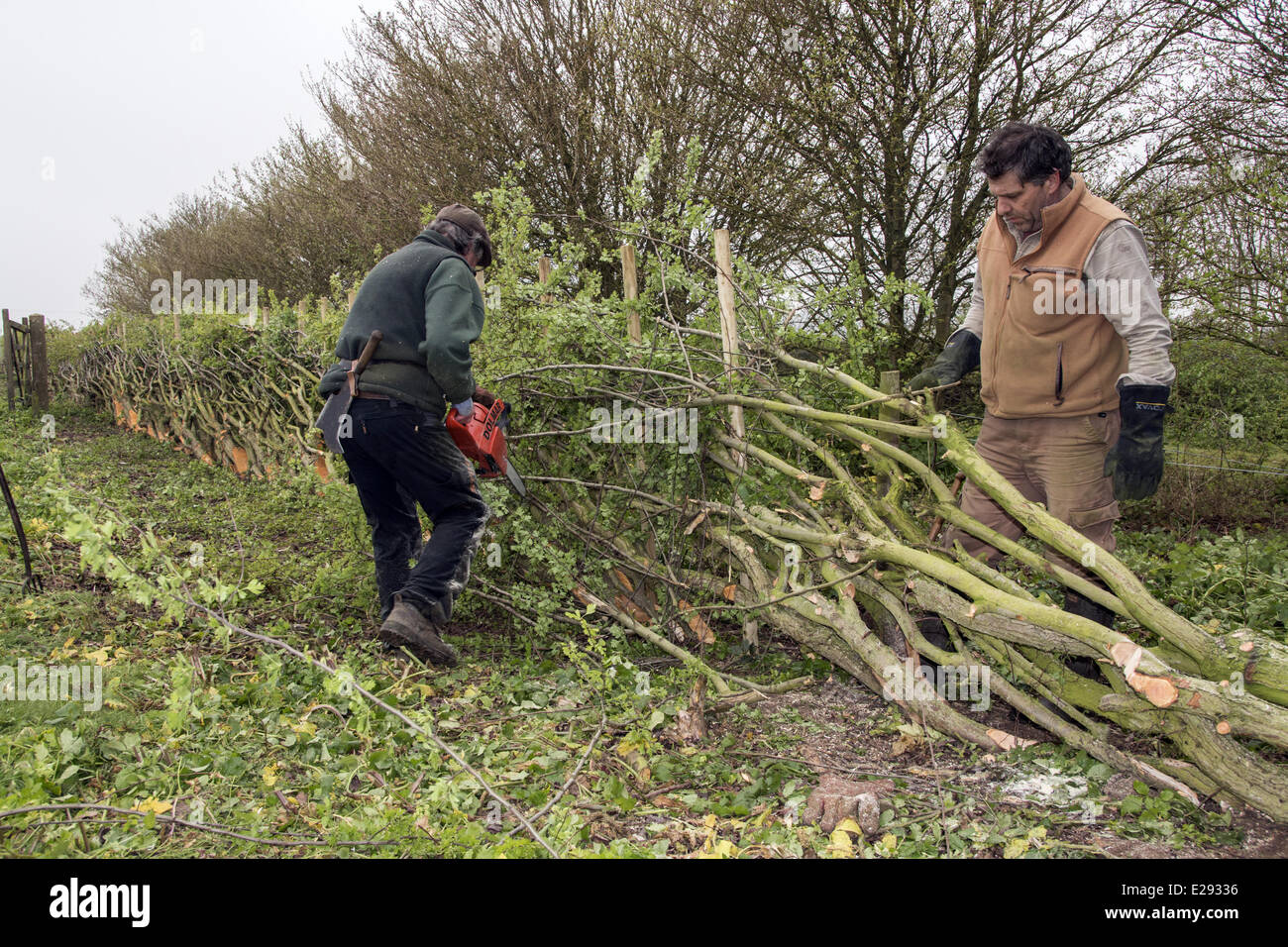 Badger Walker (on right) laying a hedge in the traditional Derbyshire ...