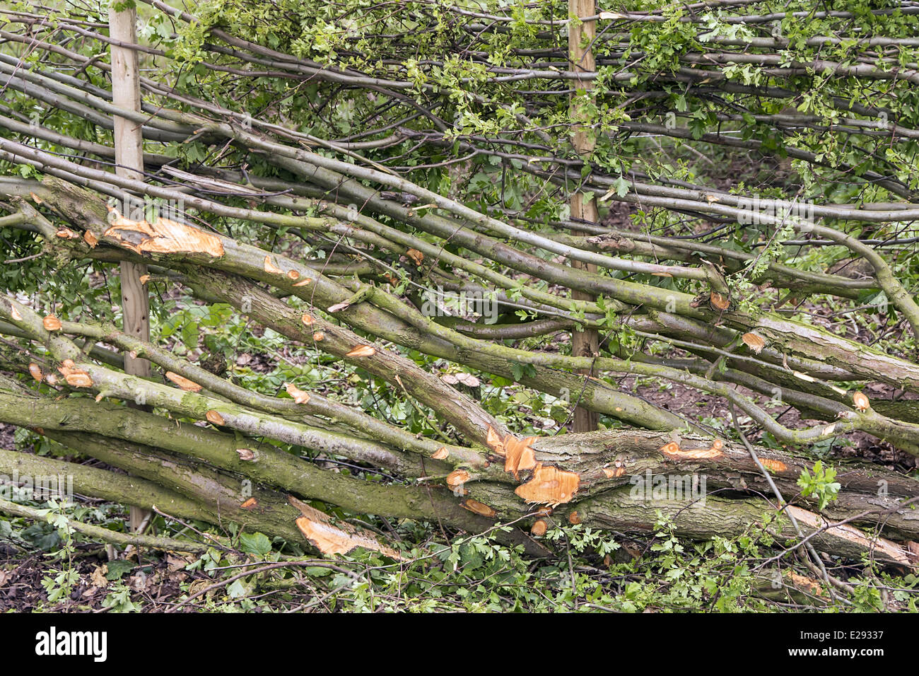 Traditional hedge laying in the Derbyshire style with stakes Stock ...