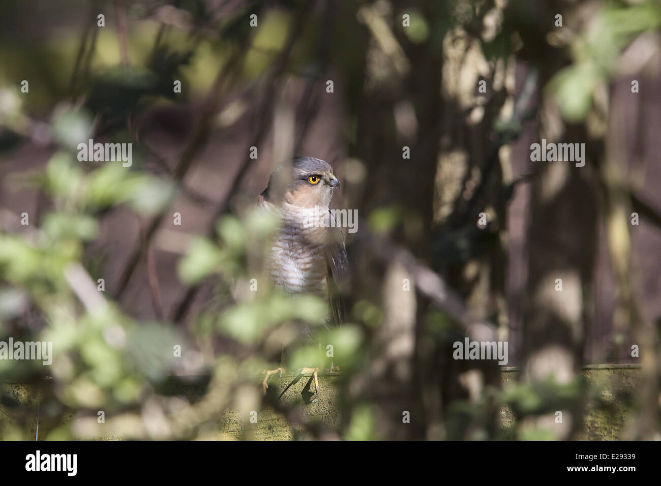 Hedge sparrowhawk hi-res stock photography and images - Alamy