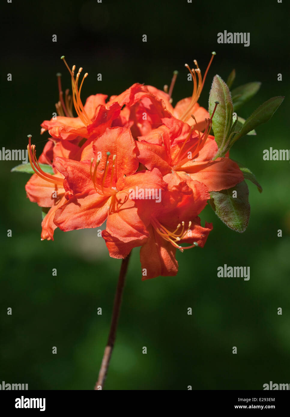 Evergreen azalea hi-res stock photography and images - Alamy