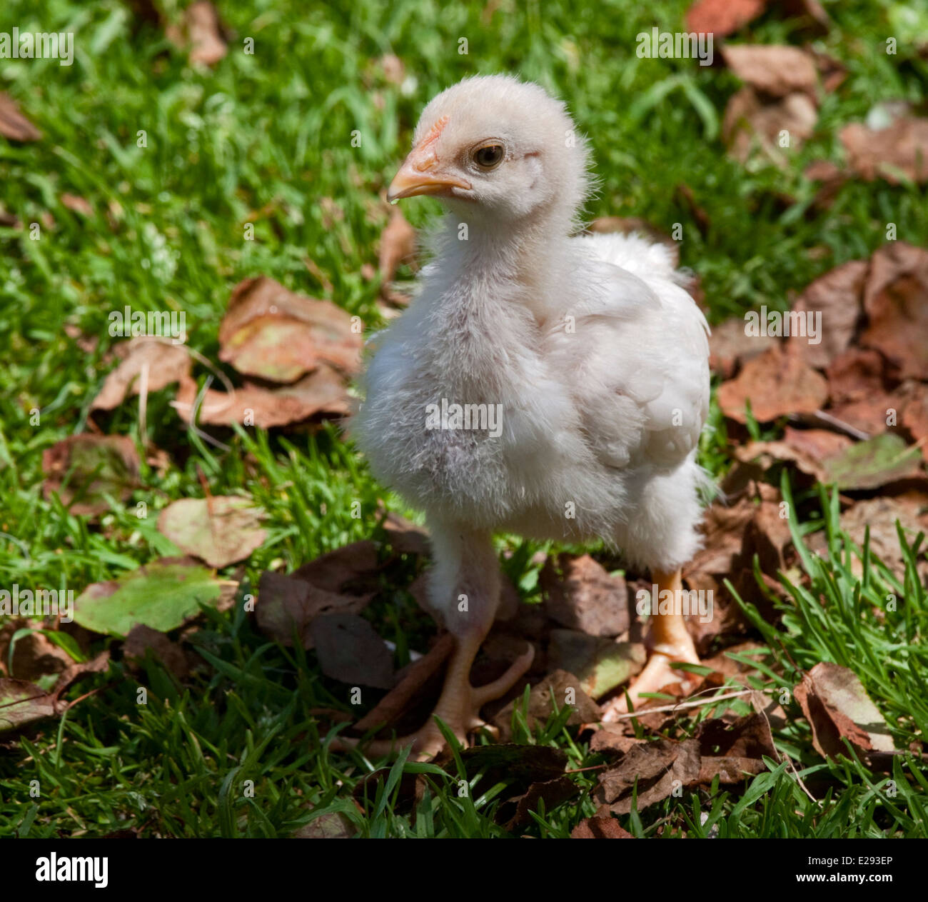 Chicken chickens fowl hi-res stock photography and images - Alamy