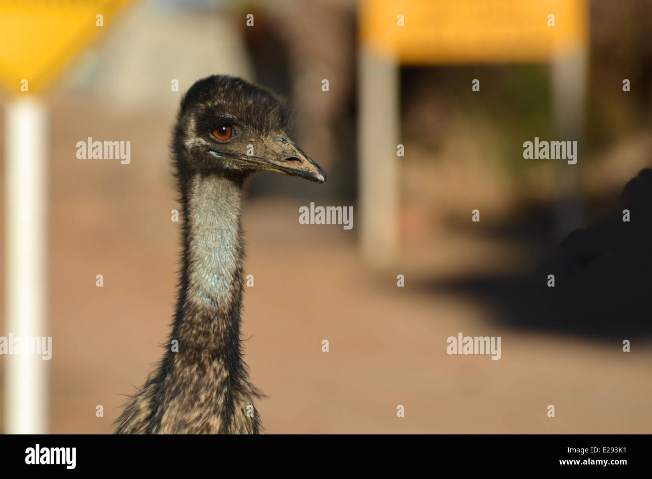 A head shot of an emu in Australia, with typical yellow coloured ...