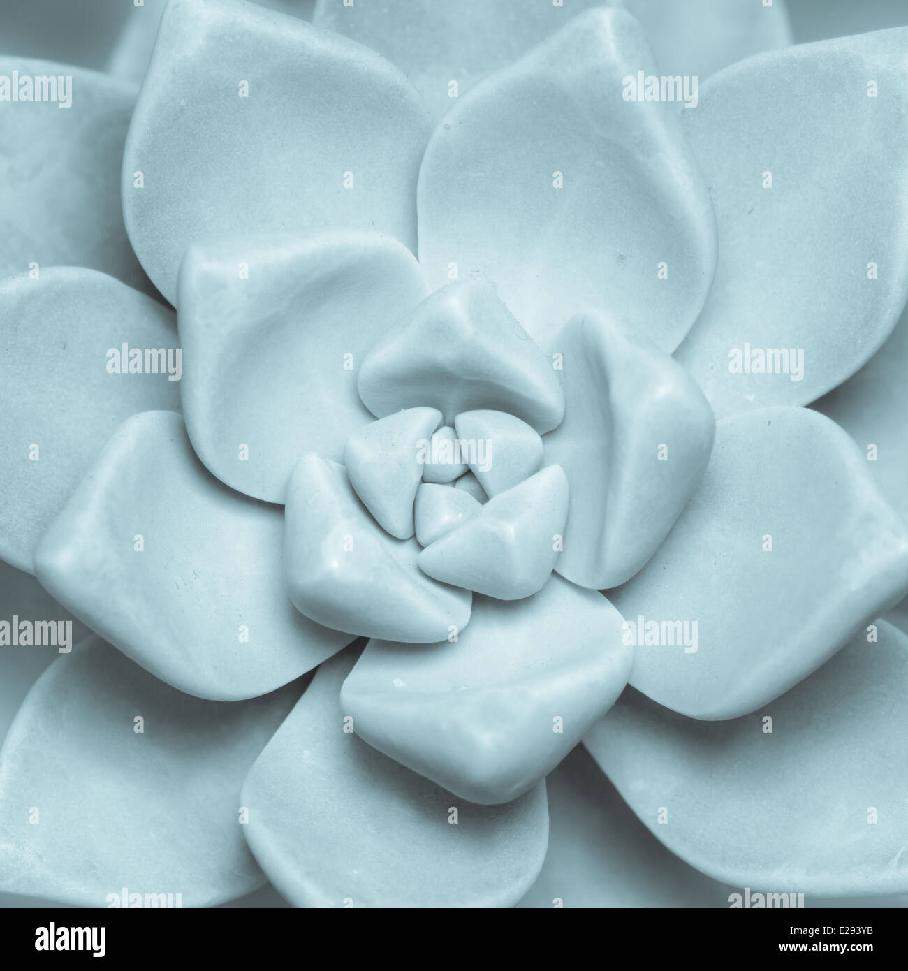 Spiralling plant hi-res stock photography and images - Alamy