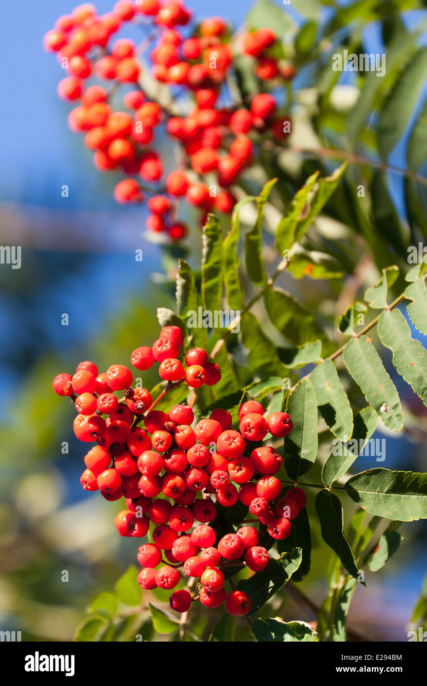 Seasonal red fall rowan hi-res stock photography and images - Alamy