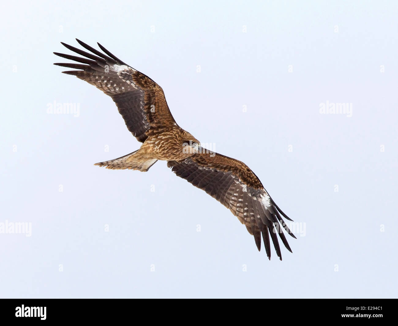 Black kite in flight wings fully spread Stock Photo - Alamy