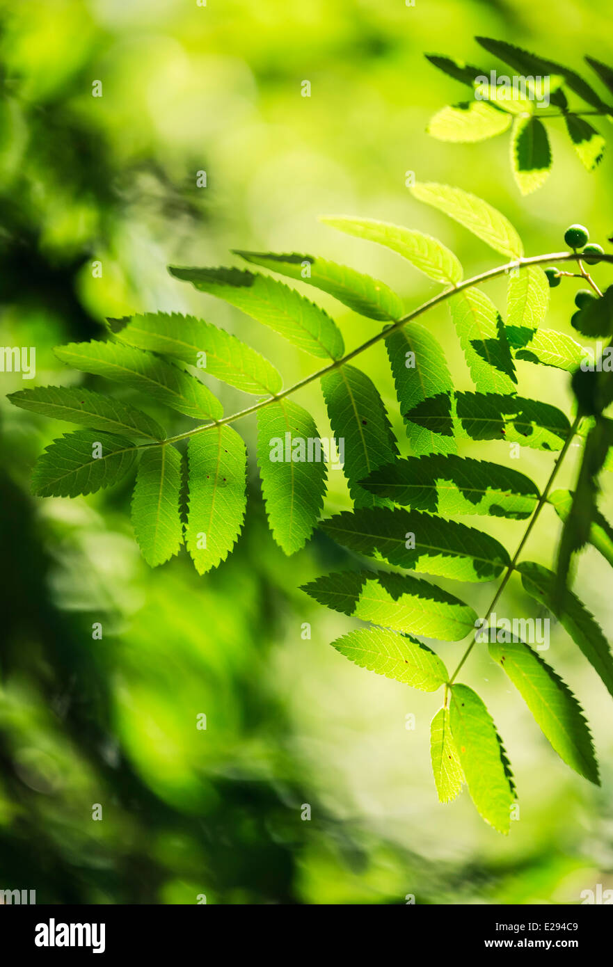 Rowan leaves hi-res stock photography and images - Alamy