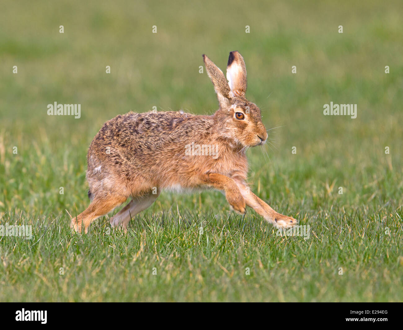 Hare running hi-res stock photography and images - Alamy