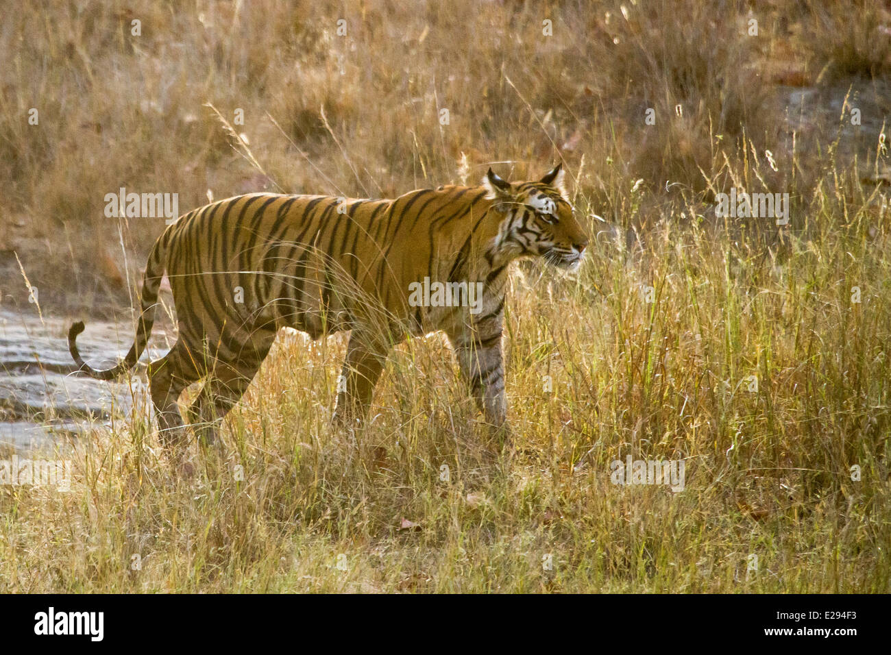 Tiger hunting in the evening light, backlit, in Bandhavgarh National ...