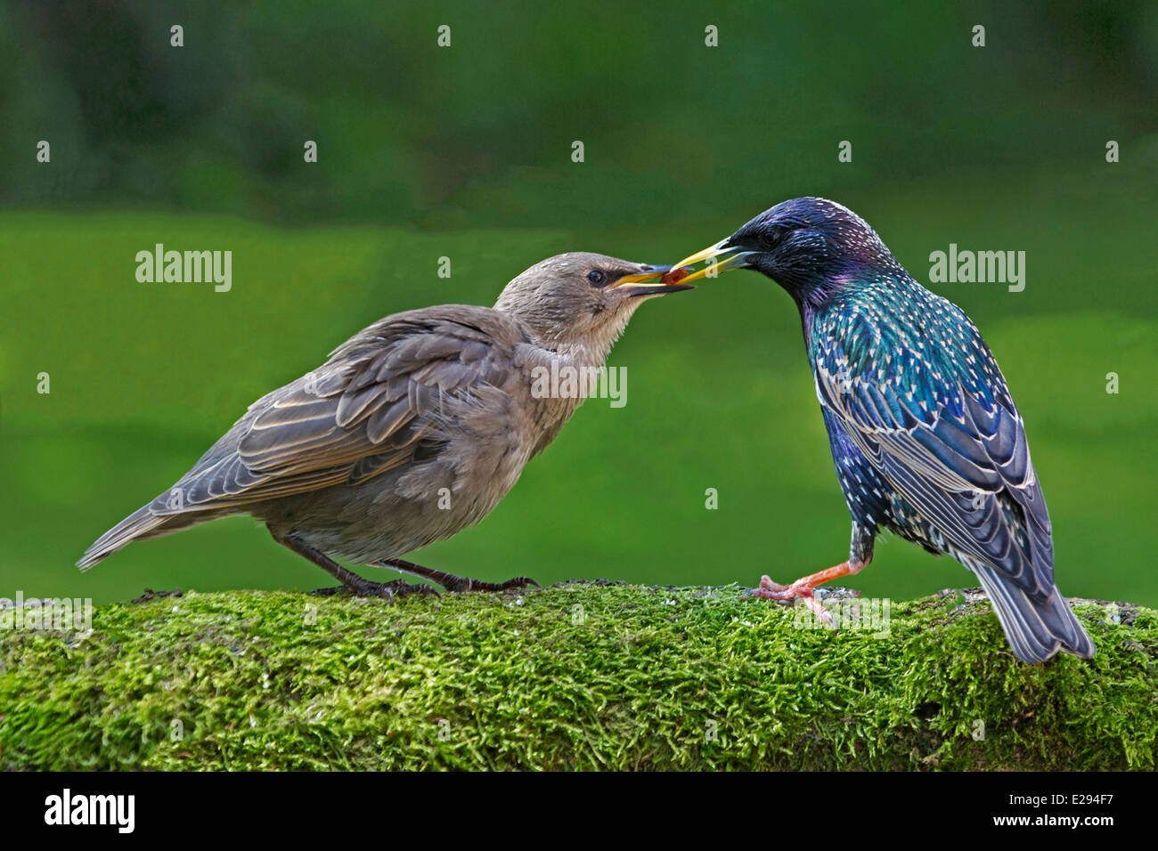 European starling juvenile hi-res stock photography and images - Alamy
