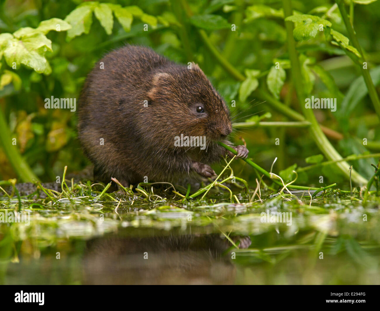 European water vole feeding by river bank Stock Photo - Alamy