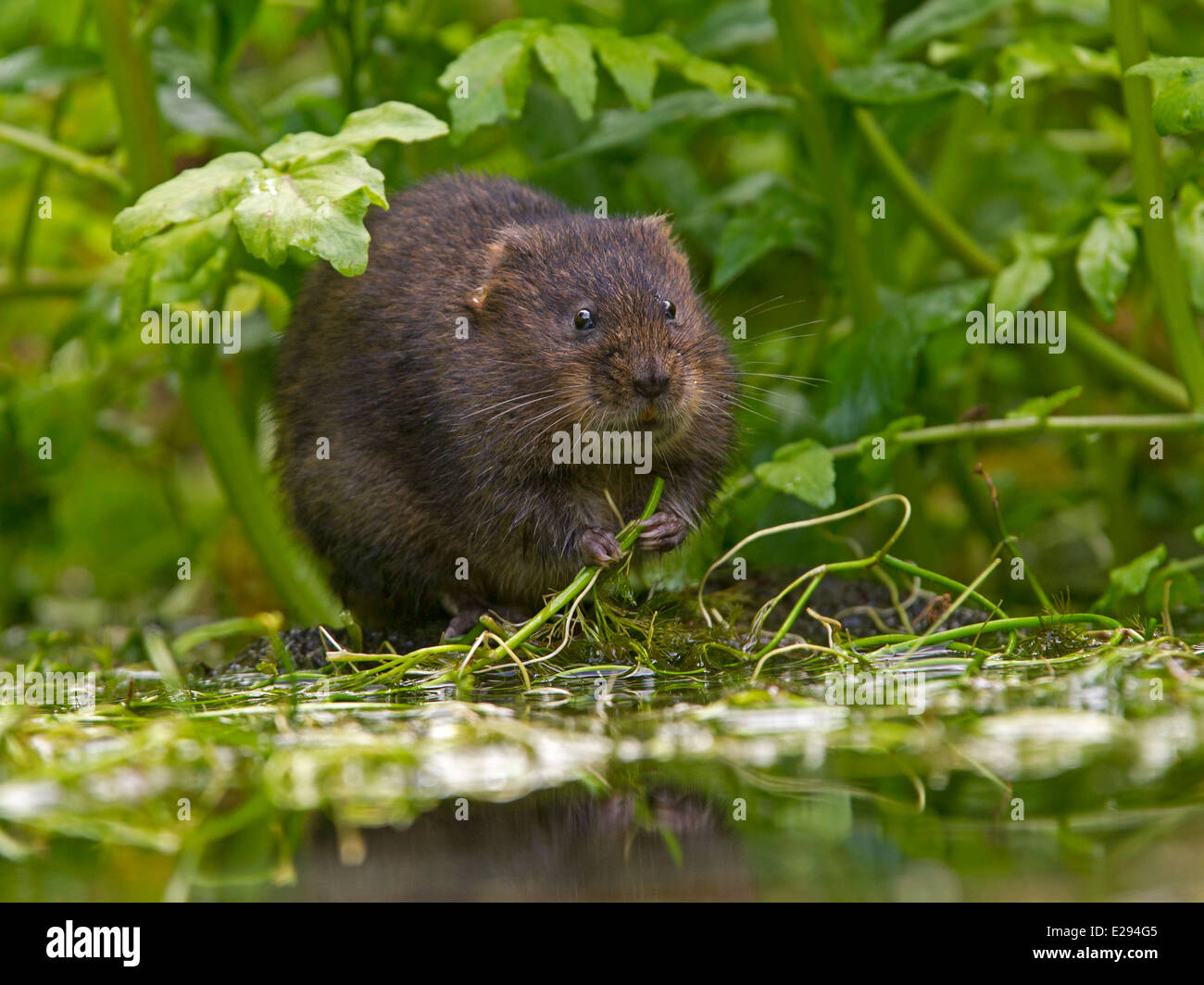 European water vole hi-res stock photography and images - Alamy