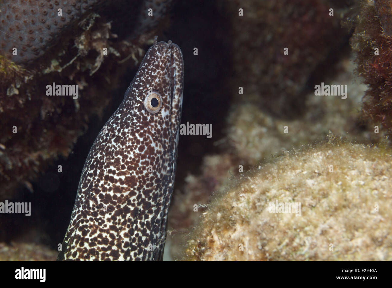 Spotted moray (Gymnothorax moringue) in the Caribbean sea around ...