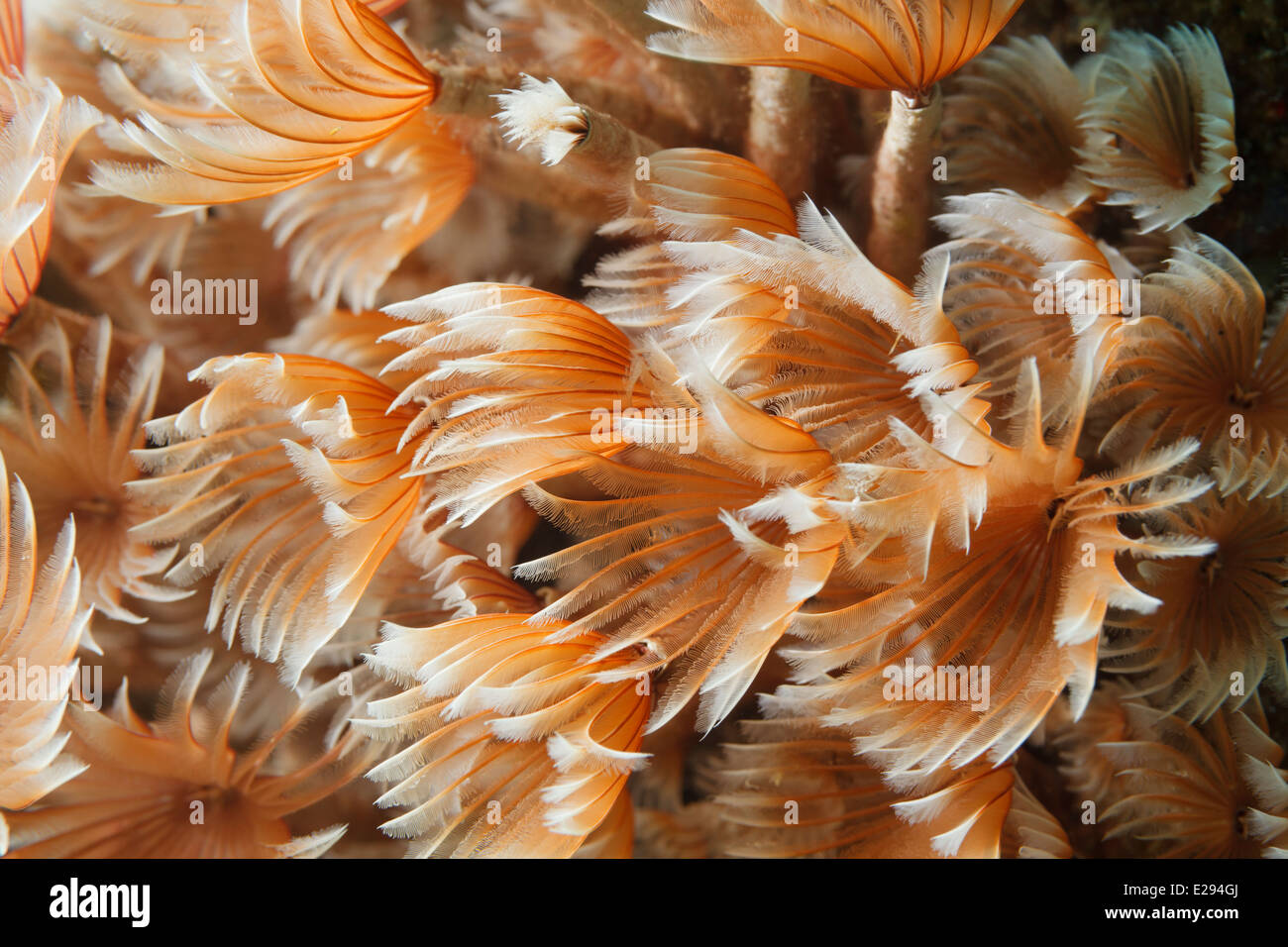 Bonaire diving 2014 hi-res stock photography and images - Alamy