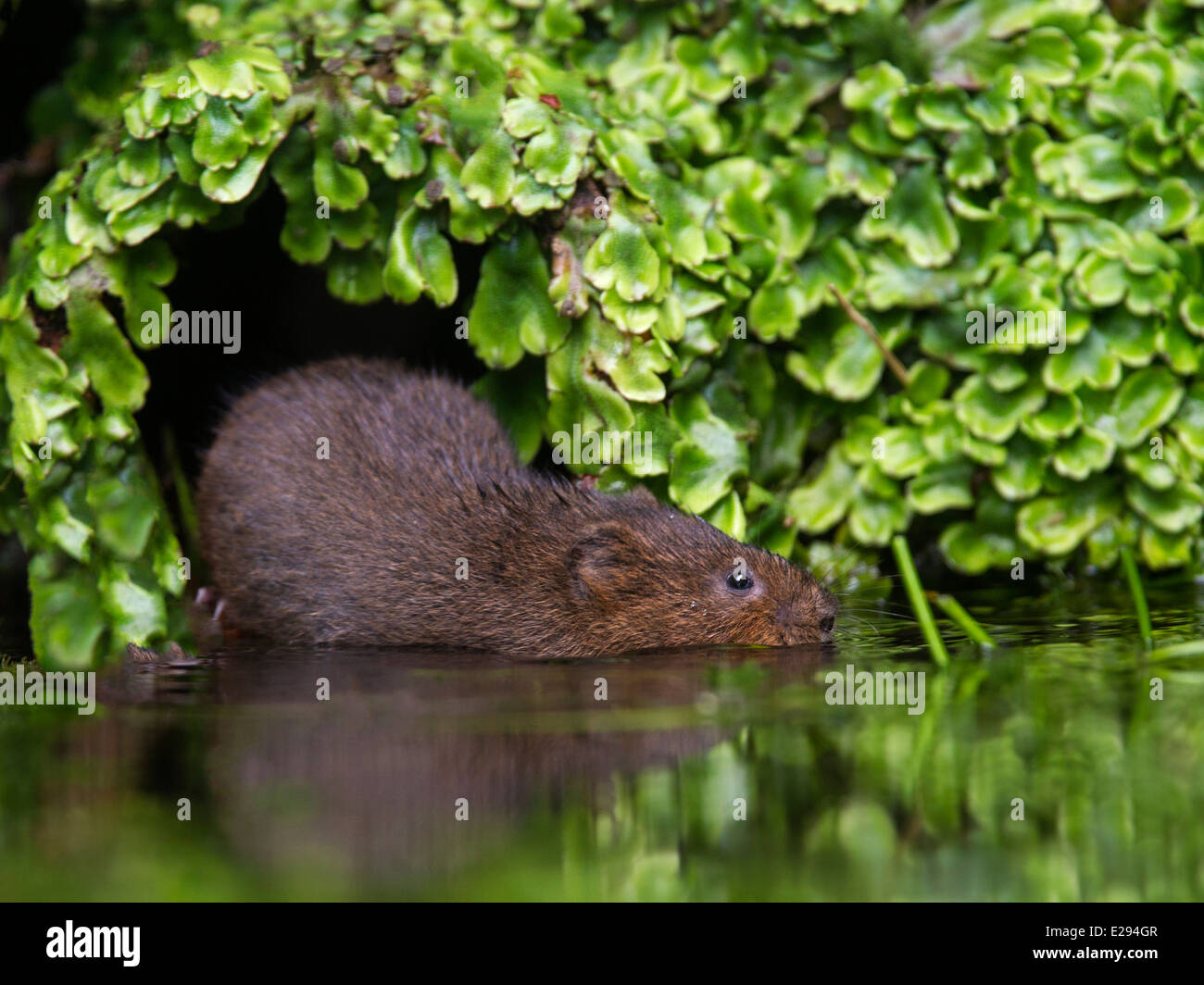 European water vole swimming by river bank Stock Photo - Alamy