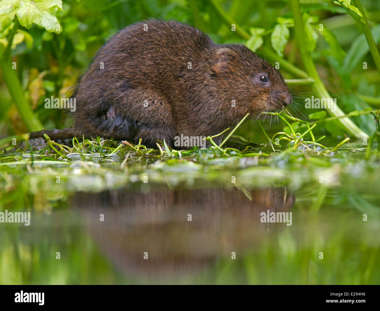 European Water Vole High Resolution Stock Photography and Images - Alamy