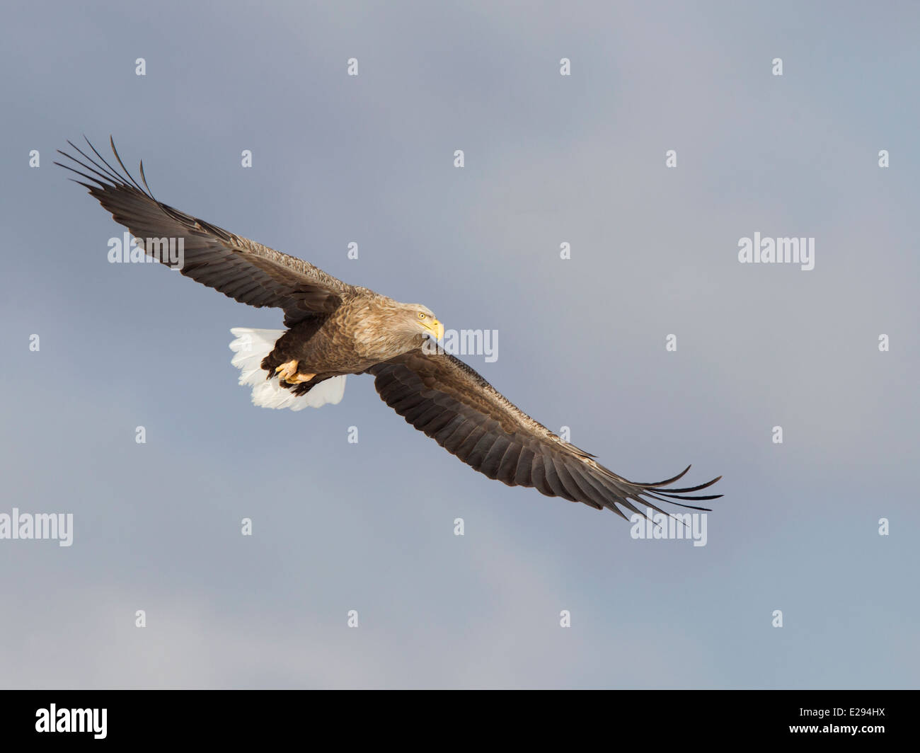 White tailed eagle sea eagle haliaeetus hi-res stock photography and ...